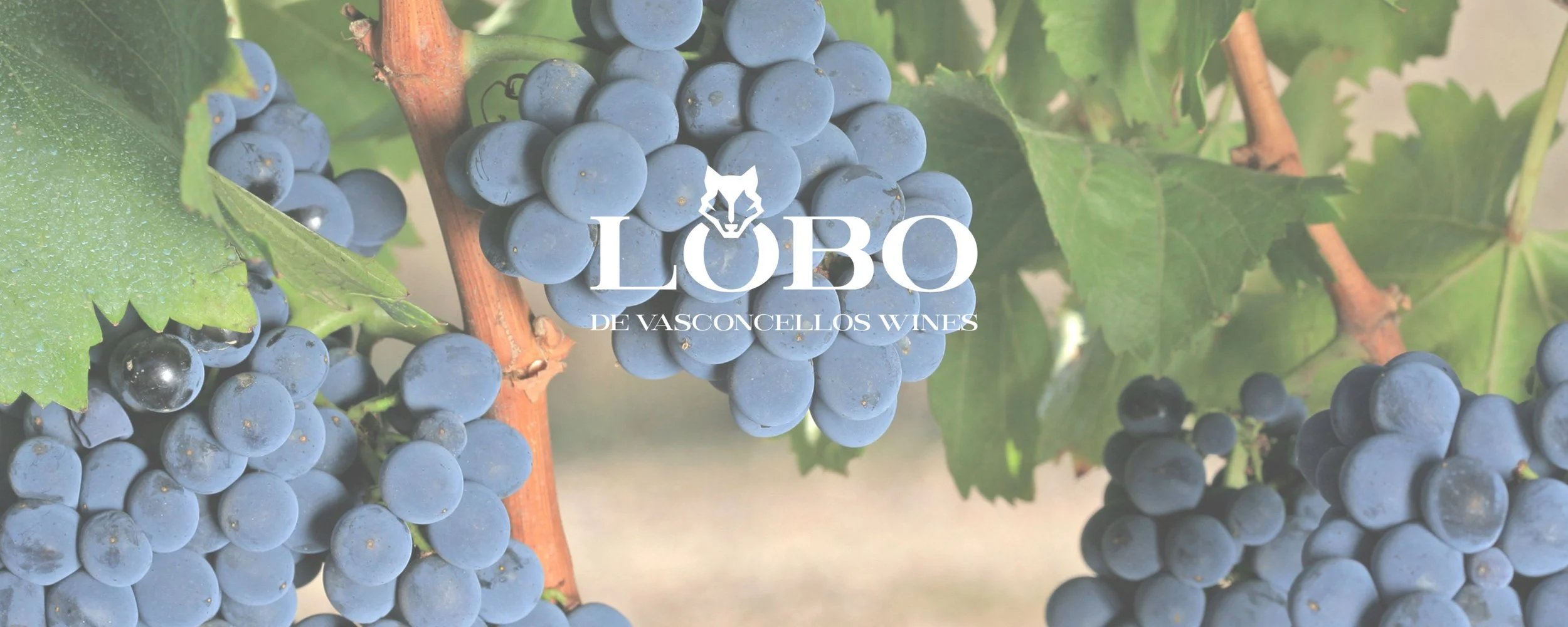 Lobo de Vasconcellos Reserva Branco 2023 — Food and Wines of Portugal