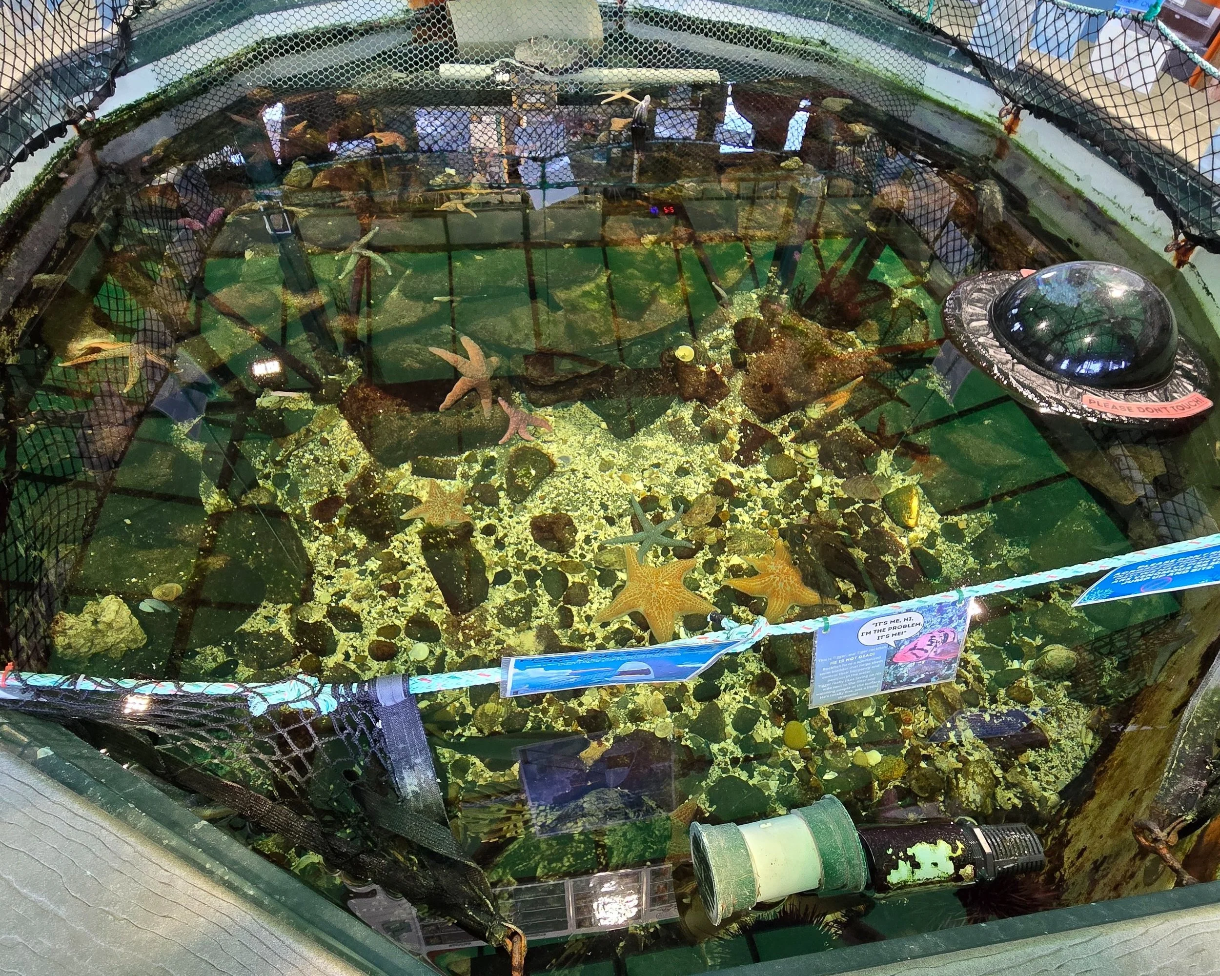 Marine Life Center in Bellingham: The Tiny Free Aquarium You Can Visit ...
