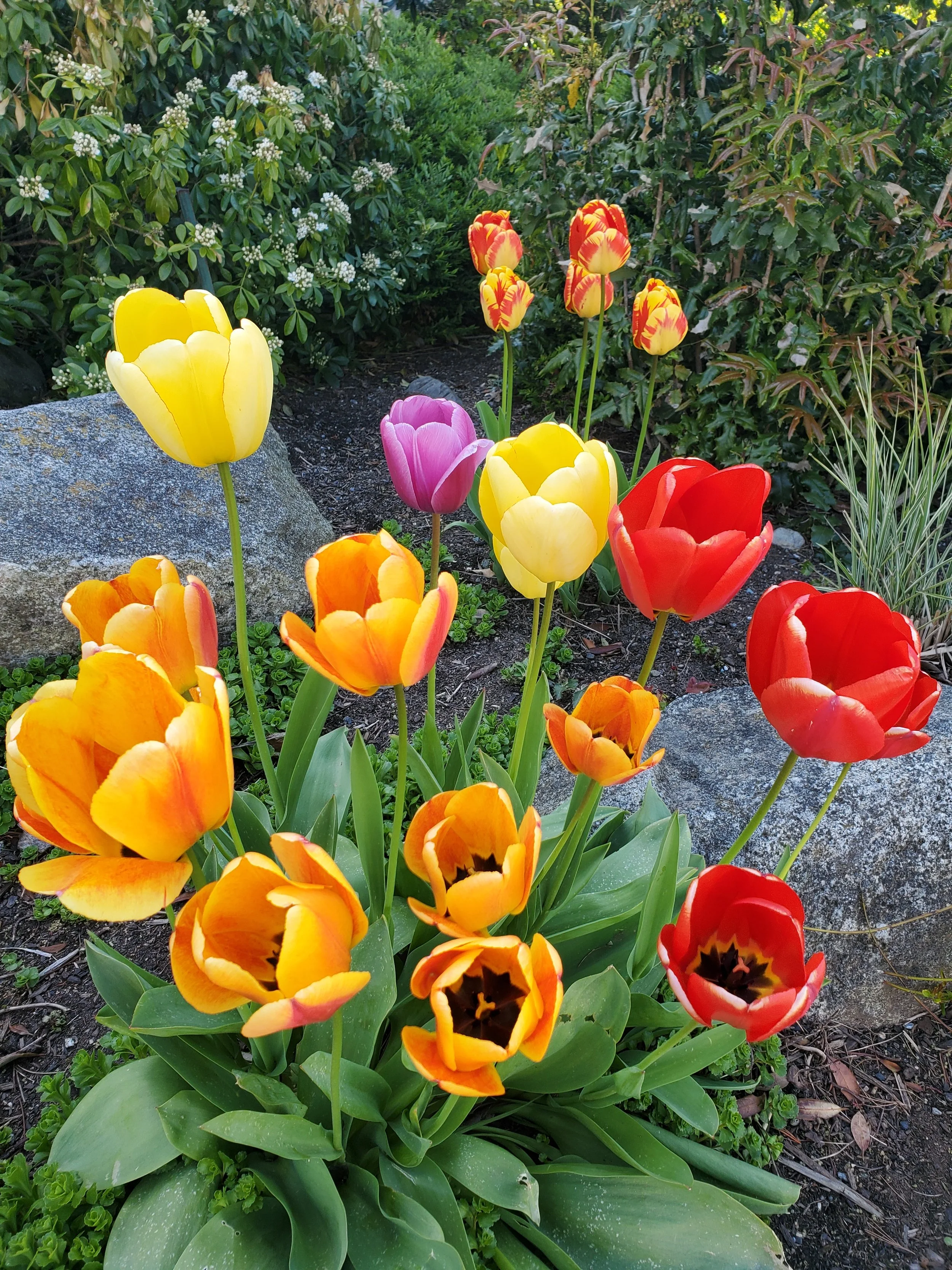 Bellingham Weather — The Bellingham Blog