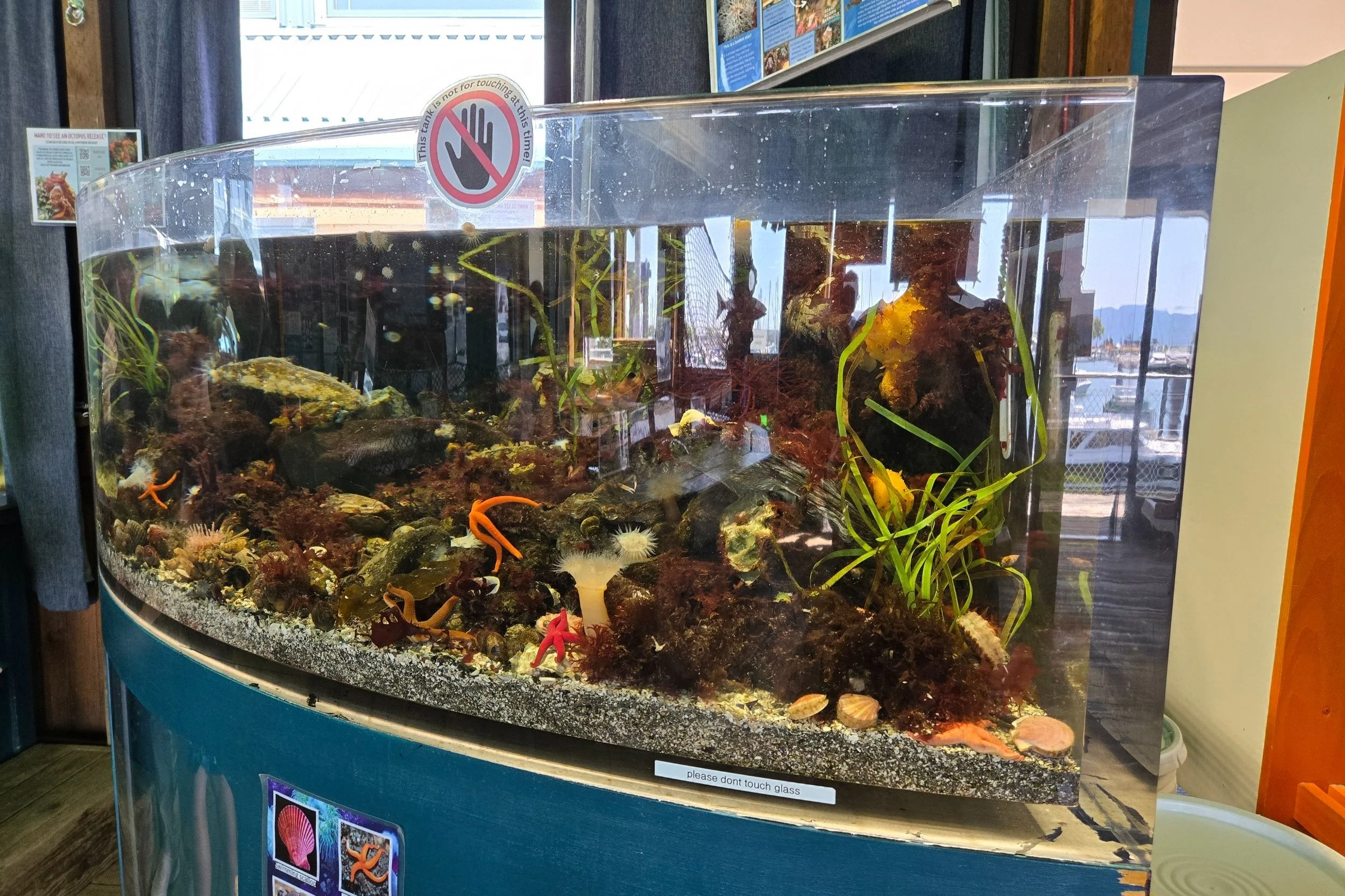 Marine Life Center in Bellingham: The Tiny Free Aquarium You Can Visit ...