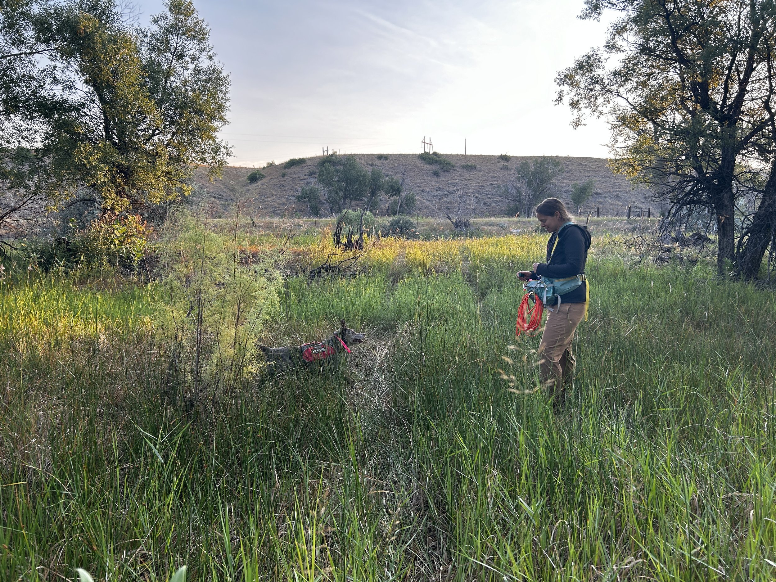 Biosecurity Detection Dogs | Working Dogs for Conservation — Working ...
