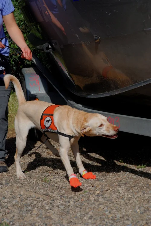 Invasive Mussel Detection Project | WD4C — Working Dogs for Conservation
