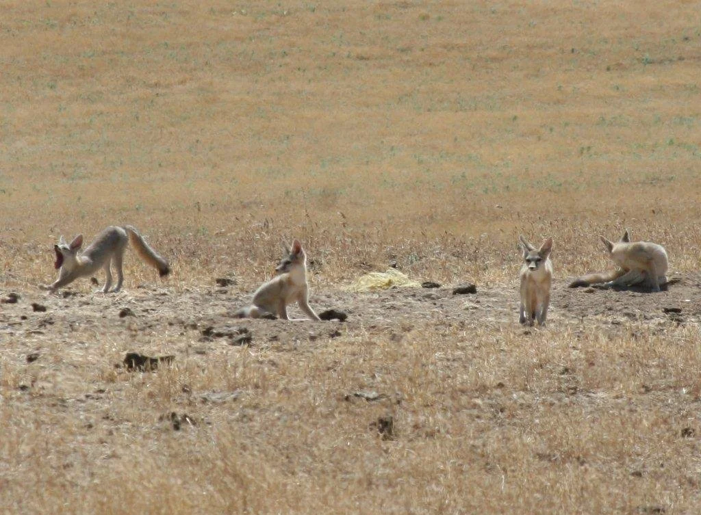 Endangered Kit Fox Monitoring | WD4C — Working Dogs for Conservation
