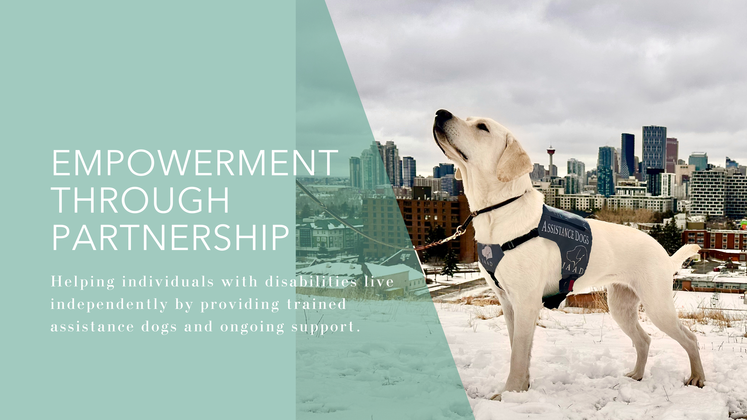 Infinite Abilities Assistance Dogs