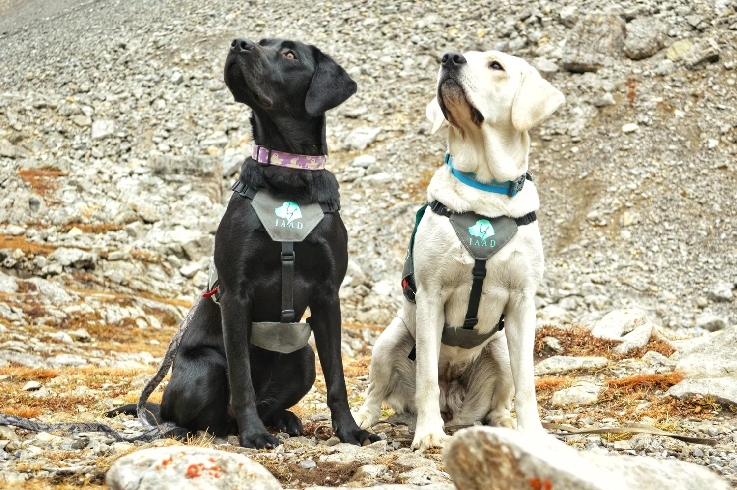 Infinite Abilities Assistance Dogs
