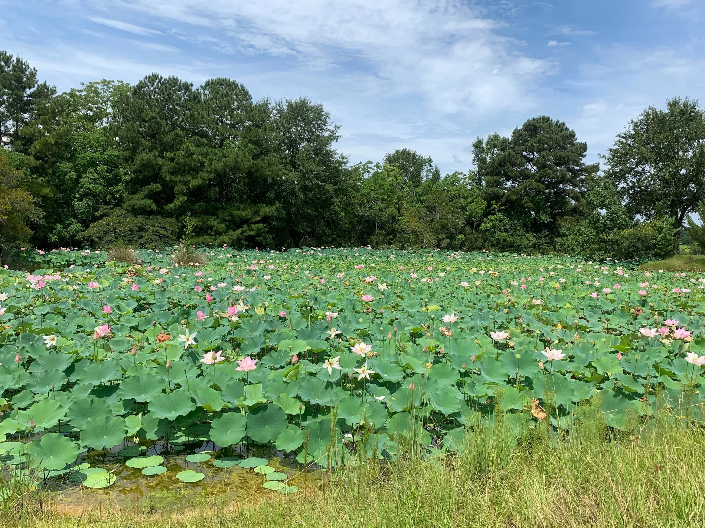 Our Story — T’Farm Website