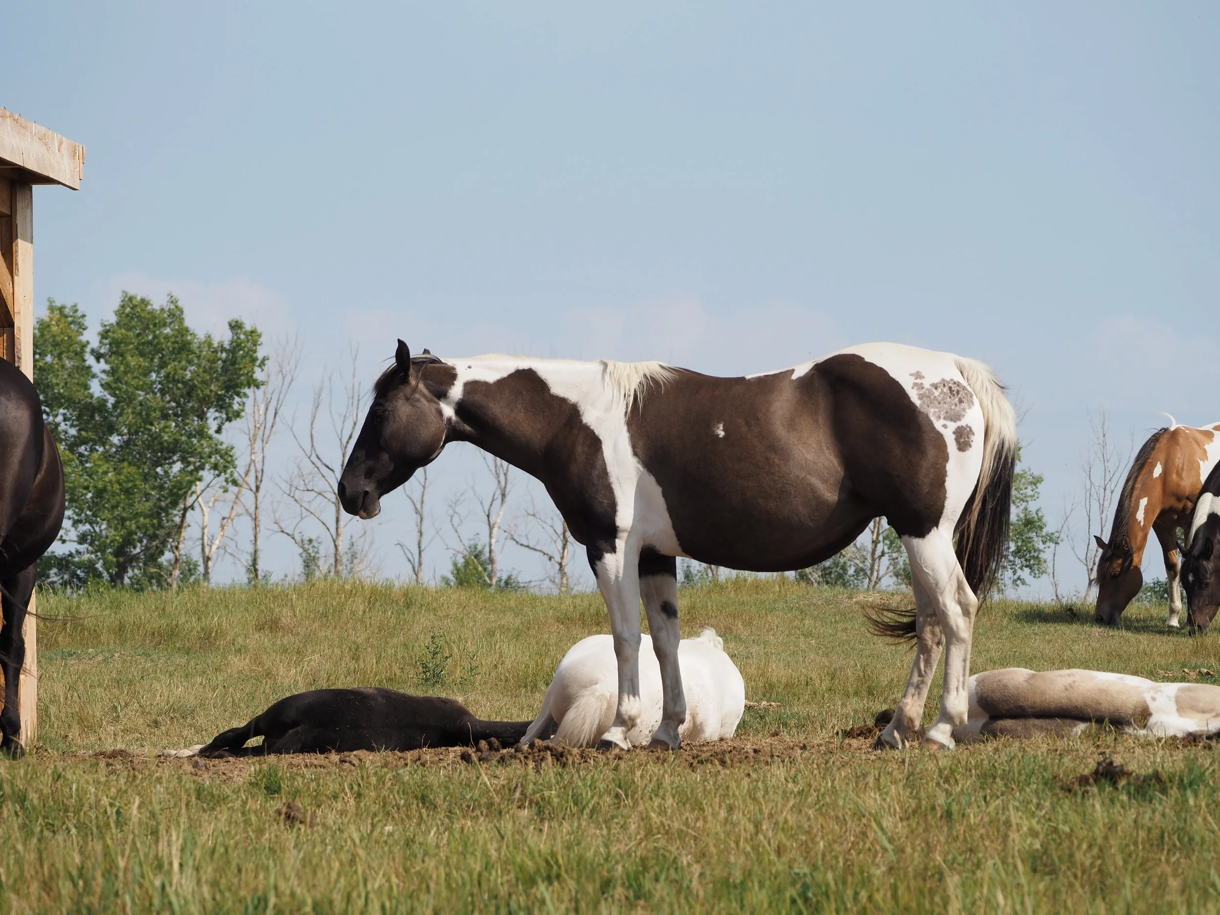 Herd Reduction Sale — Medicine Hills Ranch