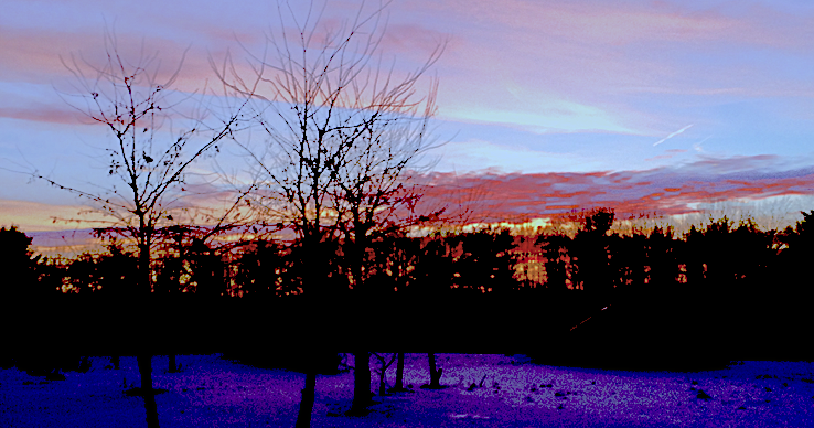 Wellspring Forest Farm