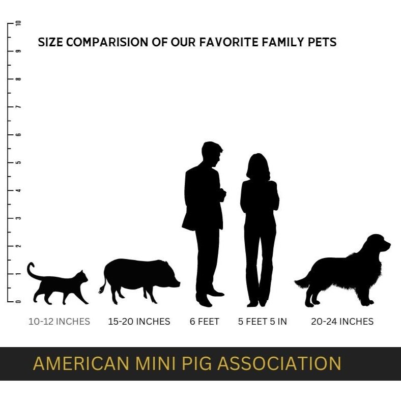 Gallery 3 — Charming Mini Pigs