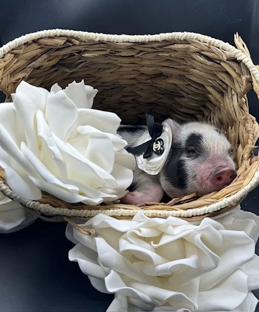 Charming Mini Pigs