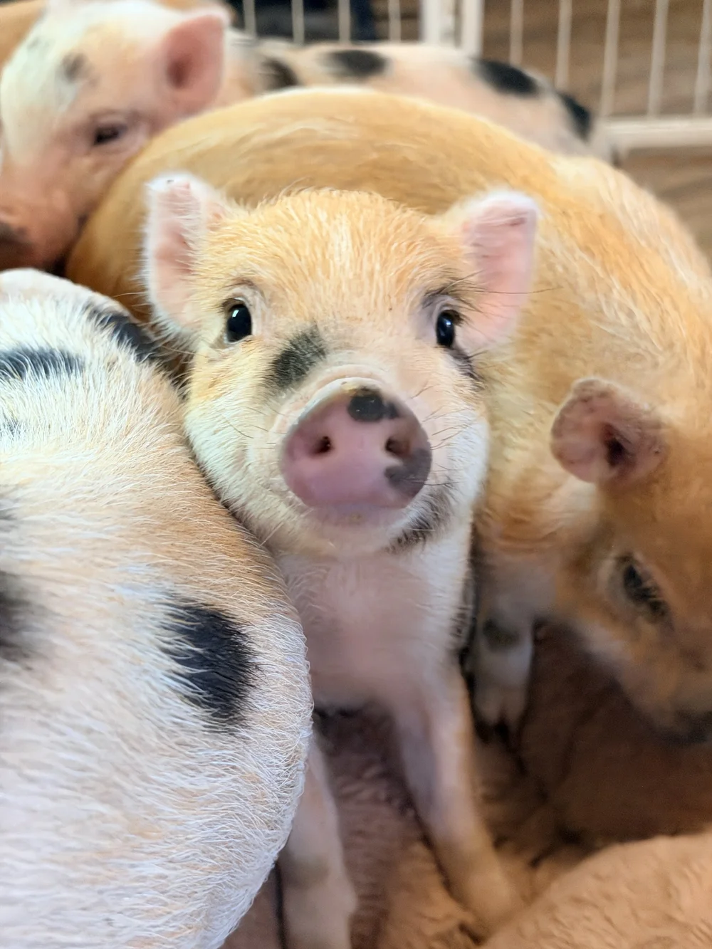 Charming Mini Pigs