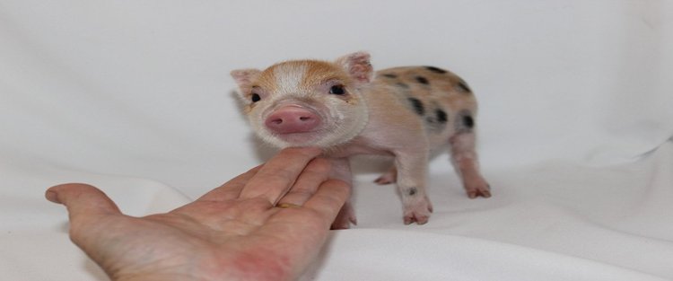 Gallery 3 — Charming Mini Pigs