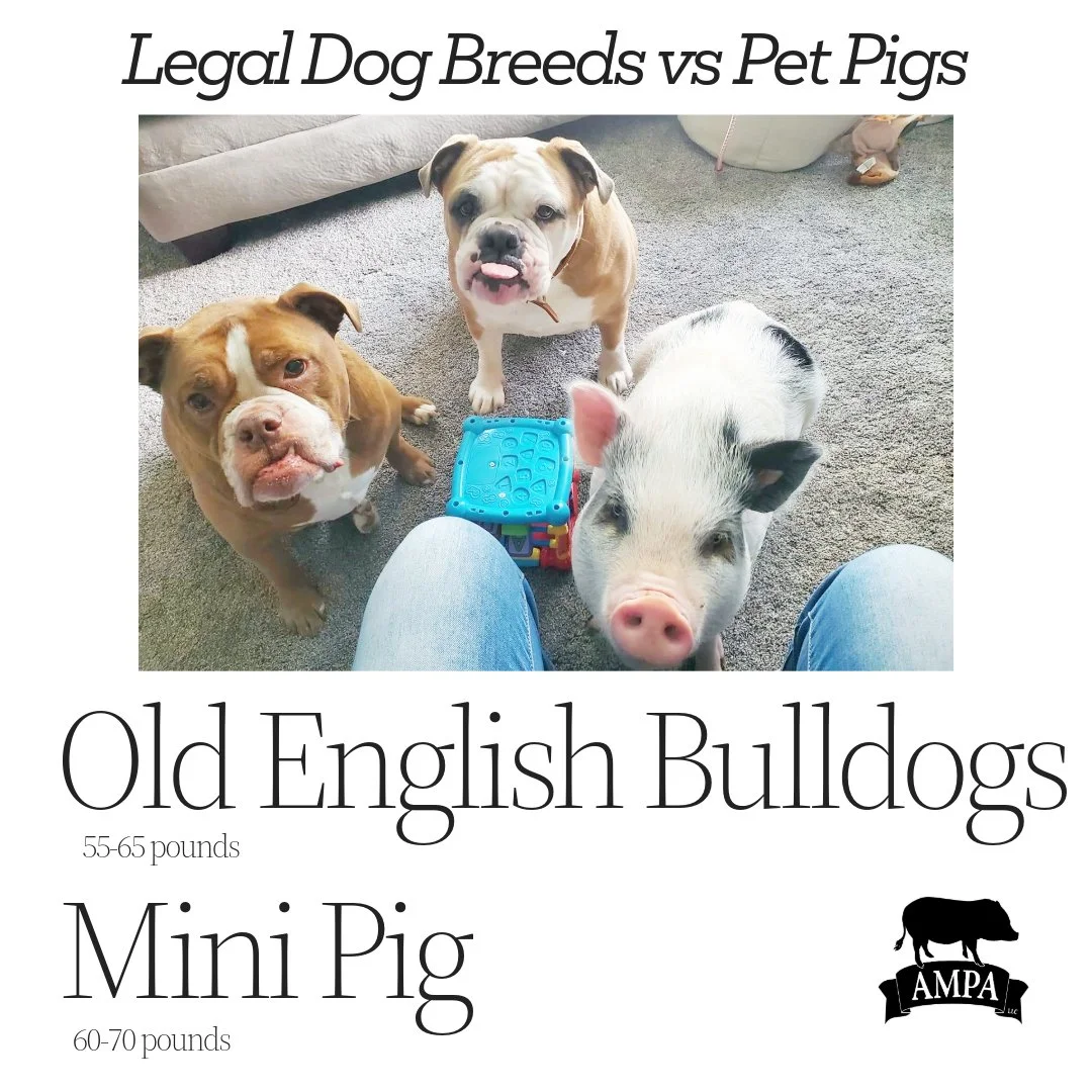 Gallery 3 — Charming Mini Pigs