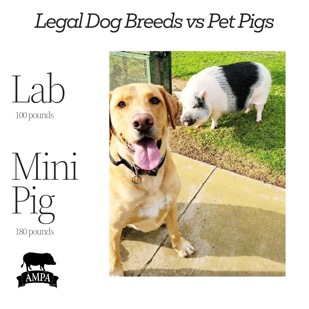 Gallery 3 — Charming Mini Pigs