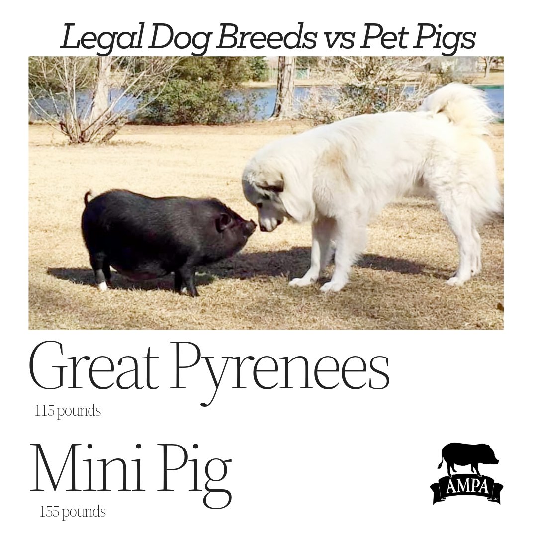 Gallery 3 — Charming Mini Pigs