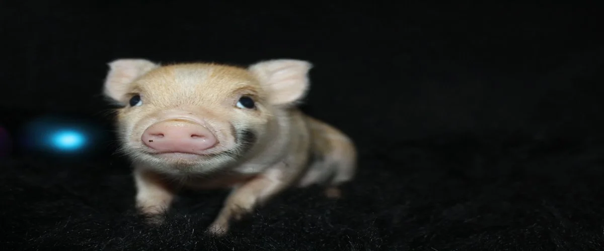 Charming Mini Pigs