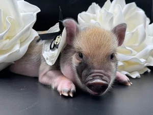 Charming Mini Pigs