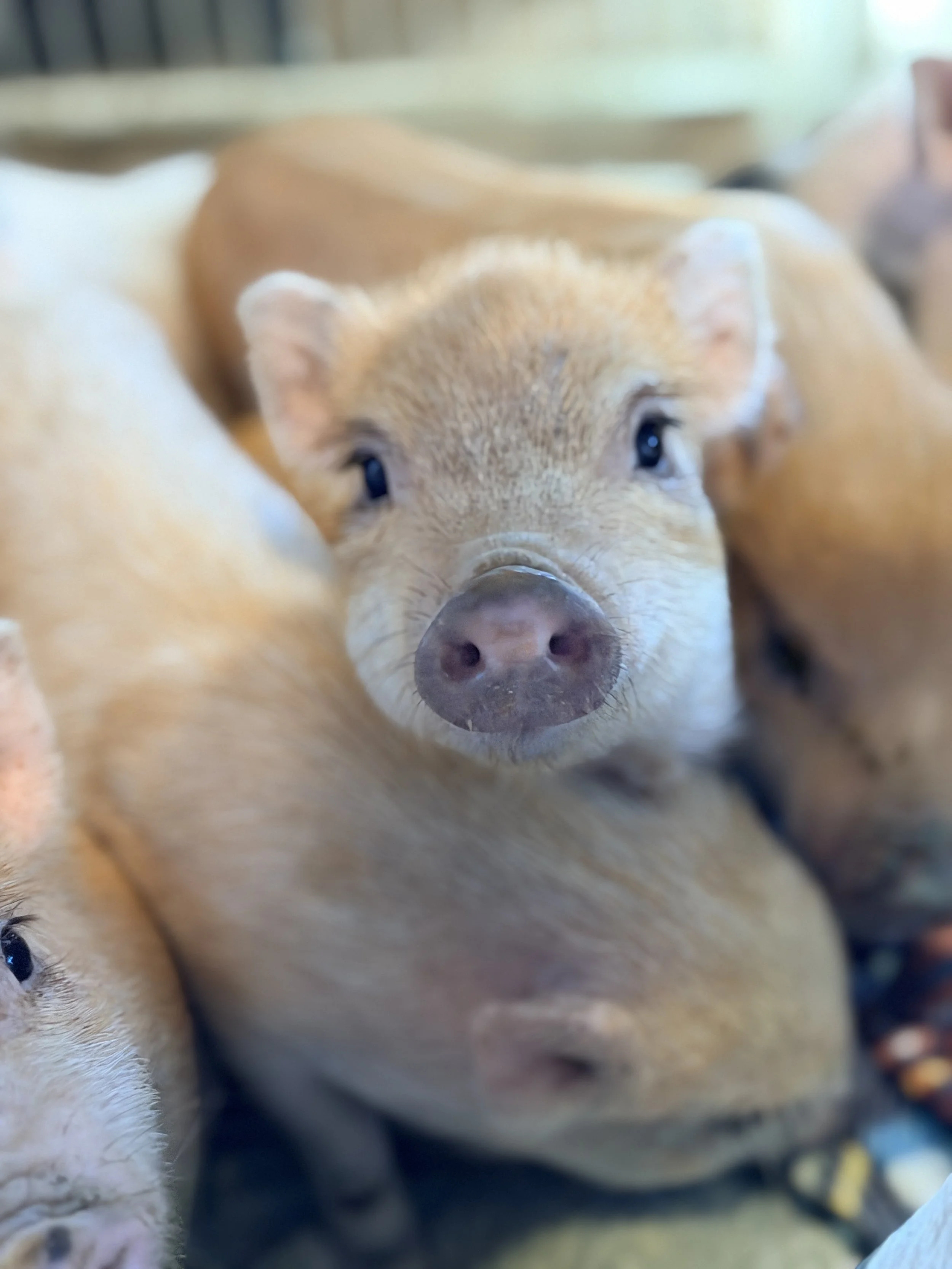 Charming Mini Pigs