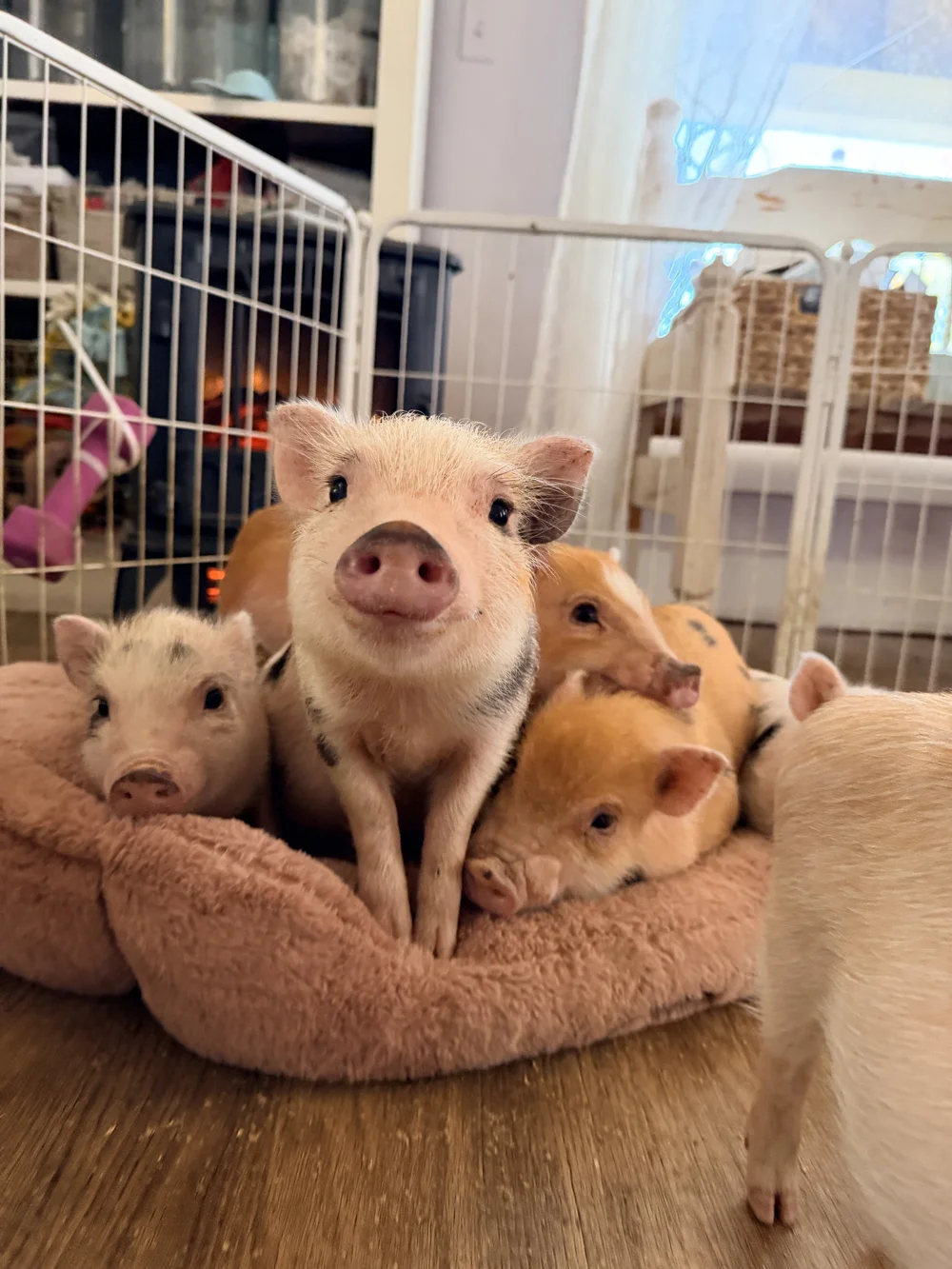 Charming Mini Pigs