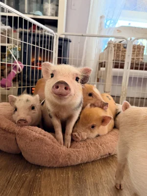 Charming Mini Pigs