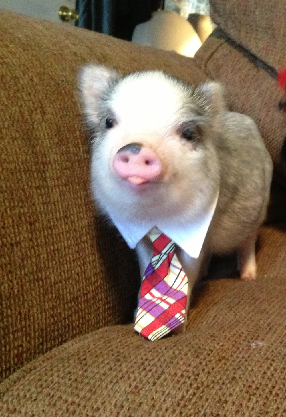 Charming Mini Pigs