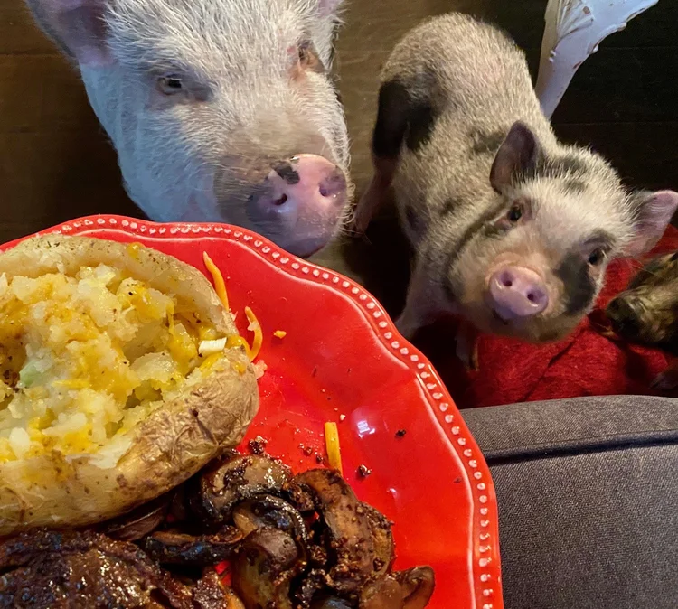 Charming Mini Pigs