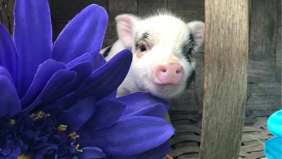 General 2 — Charming Mini Pigs