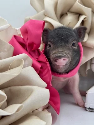 Charming Mini Pigs