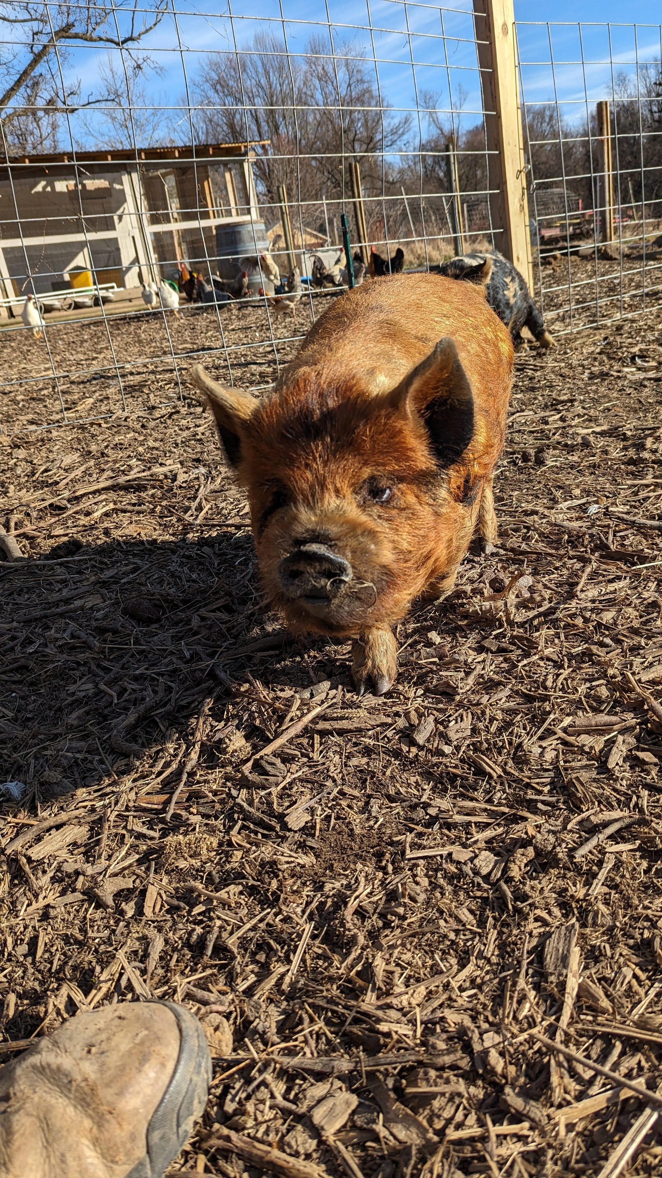 Birthday Parties | Book Your Celebration Today — Hansel Hill Farm