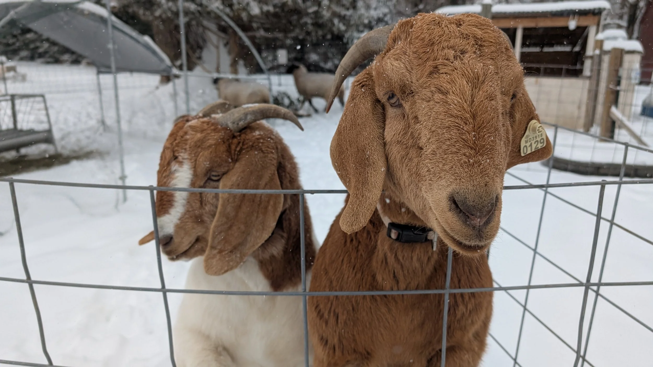 Birthday Parties — Hansel Hill Farm