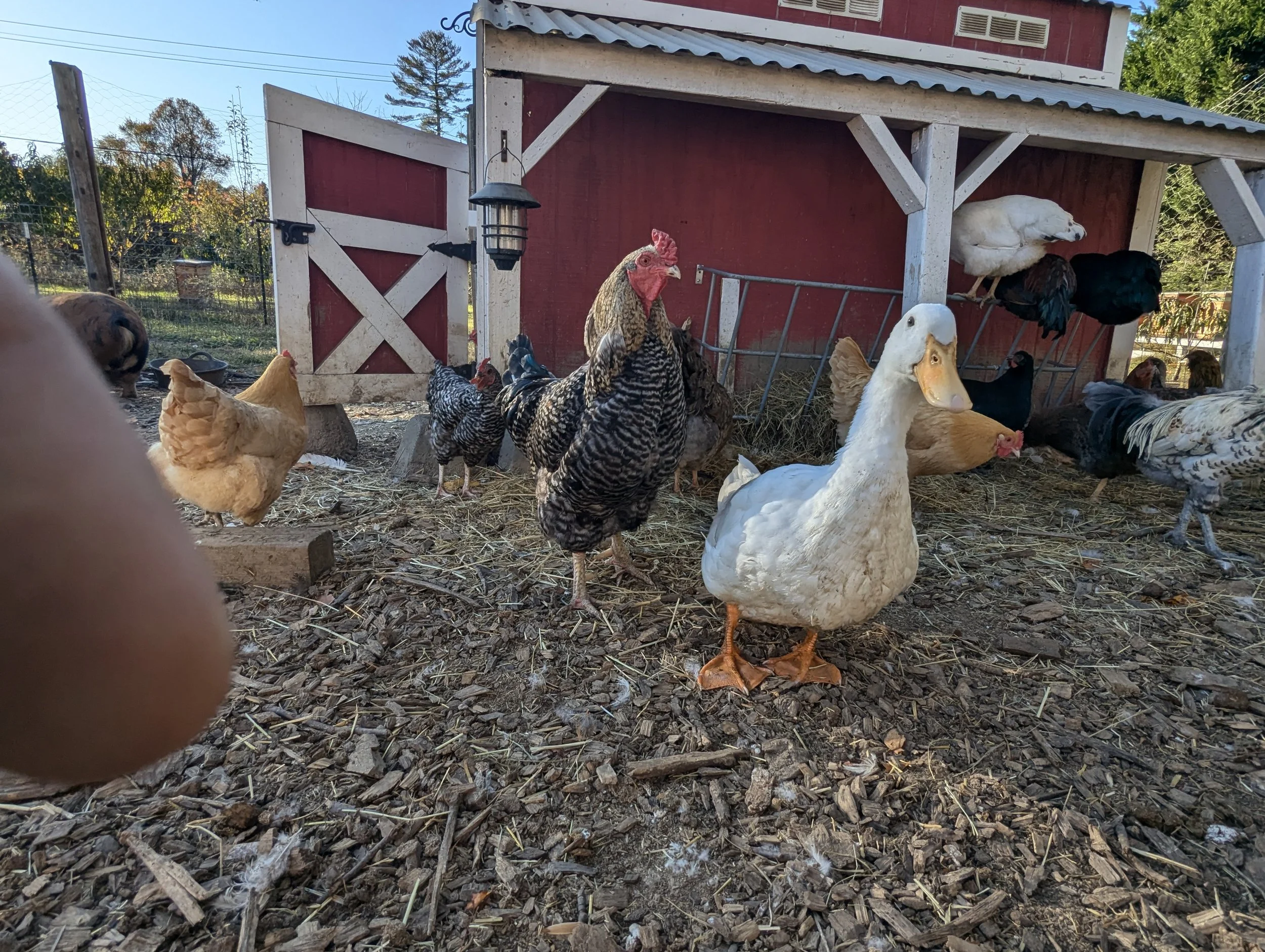 Meet Our Animals — Hansel Hill Farm