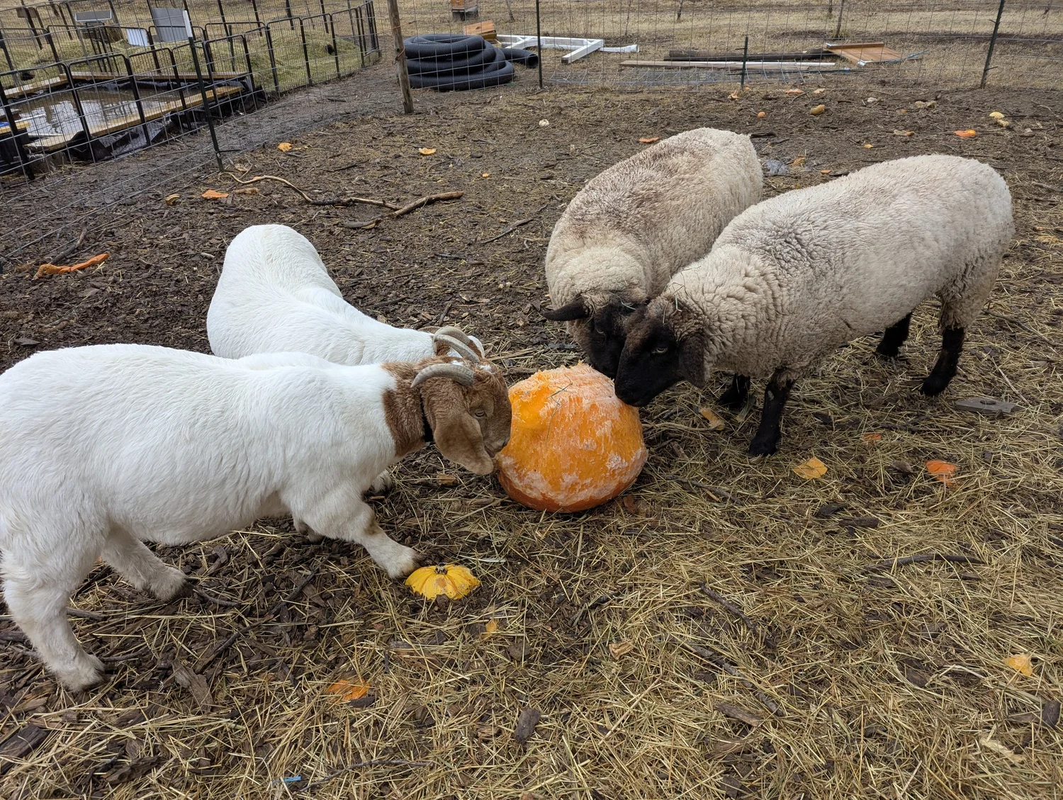 Birthday Parties — Hansel Hill Farm