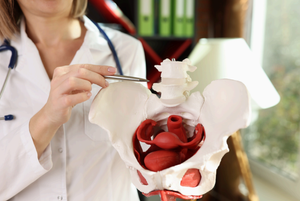 Pelvic Floor Anatomy 101: Understanding Your Pelvic Floor Muscles and ...
