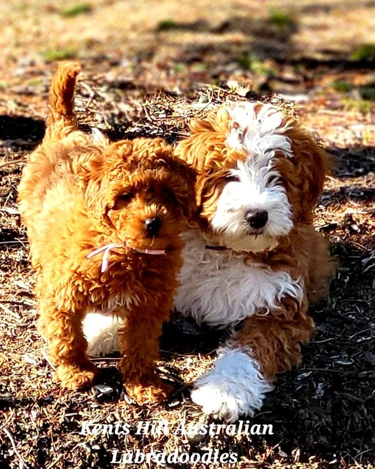 Kents Hill Australian Labradoodles