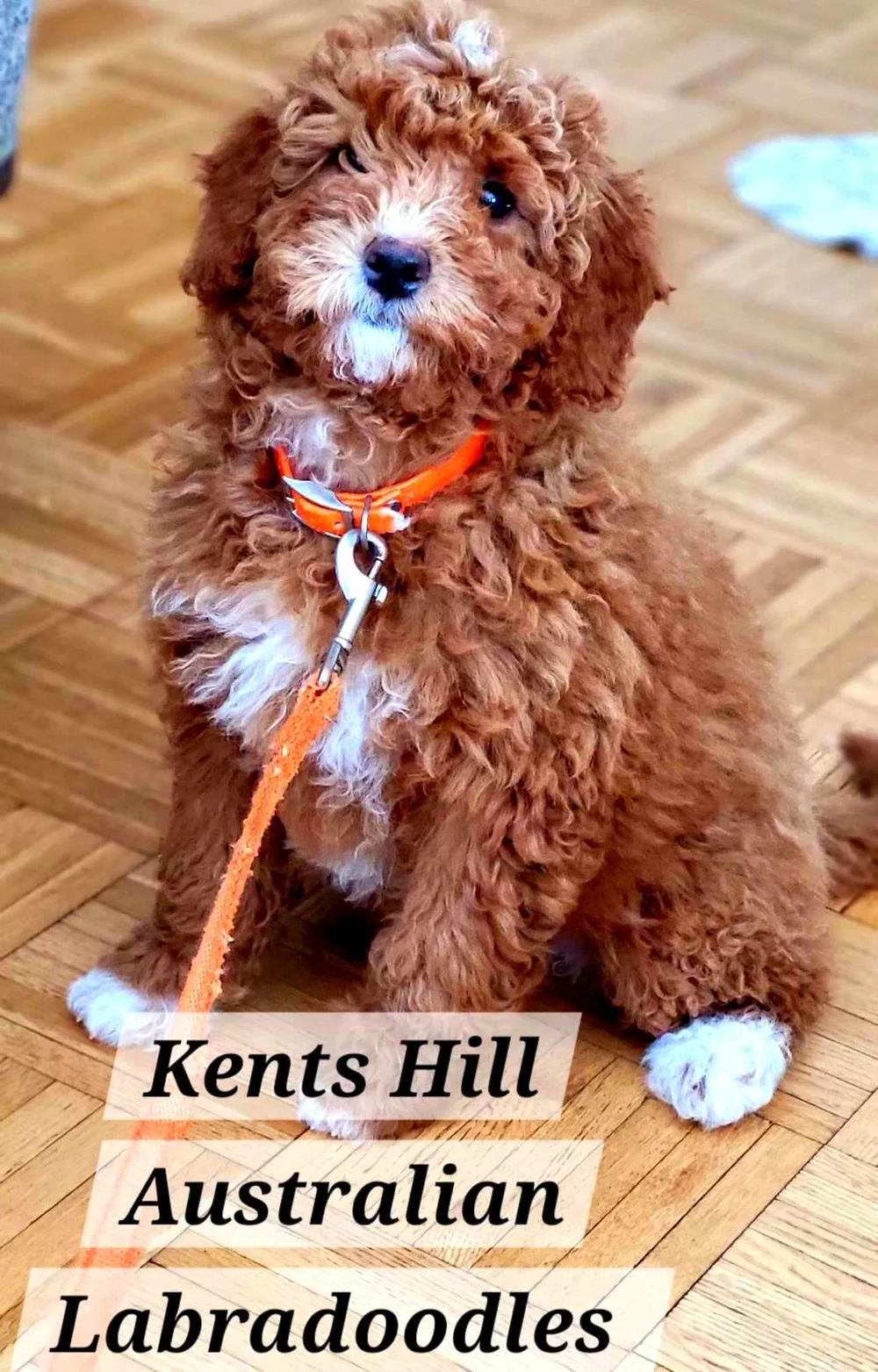 Kents Hill Australian Labradoodles