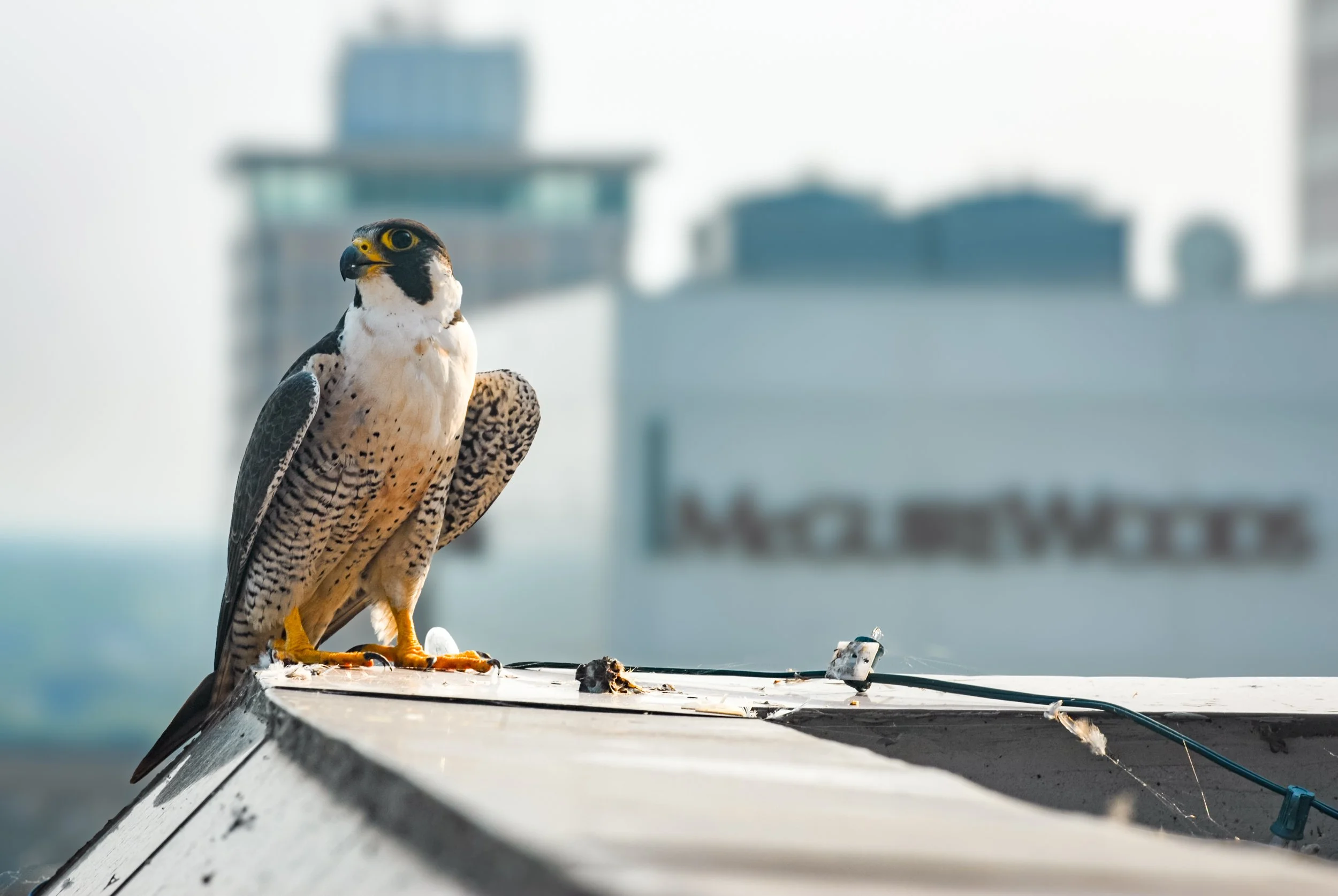 Falcon Banding Event — Triple Crossing Beer