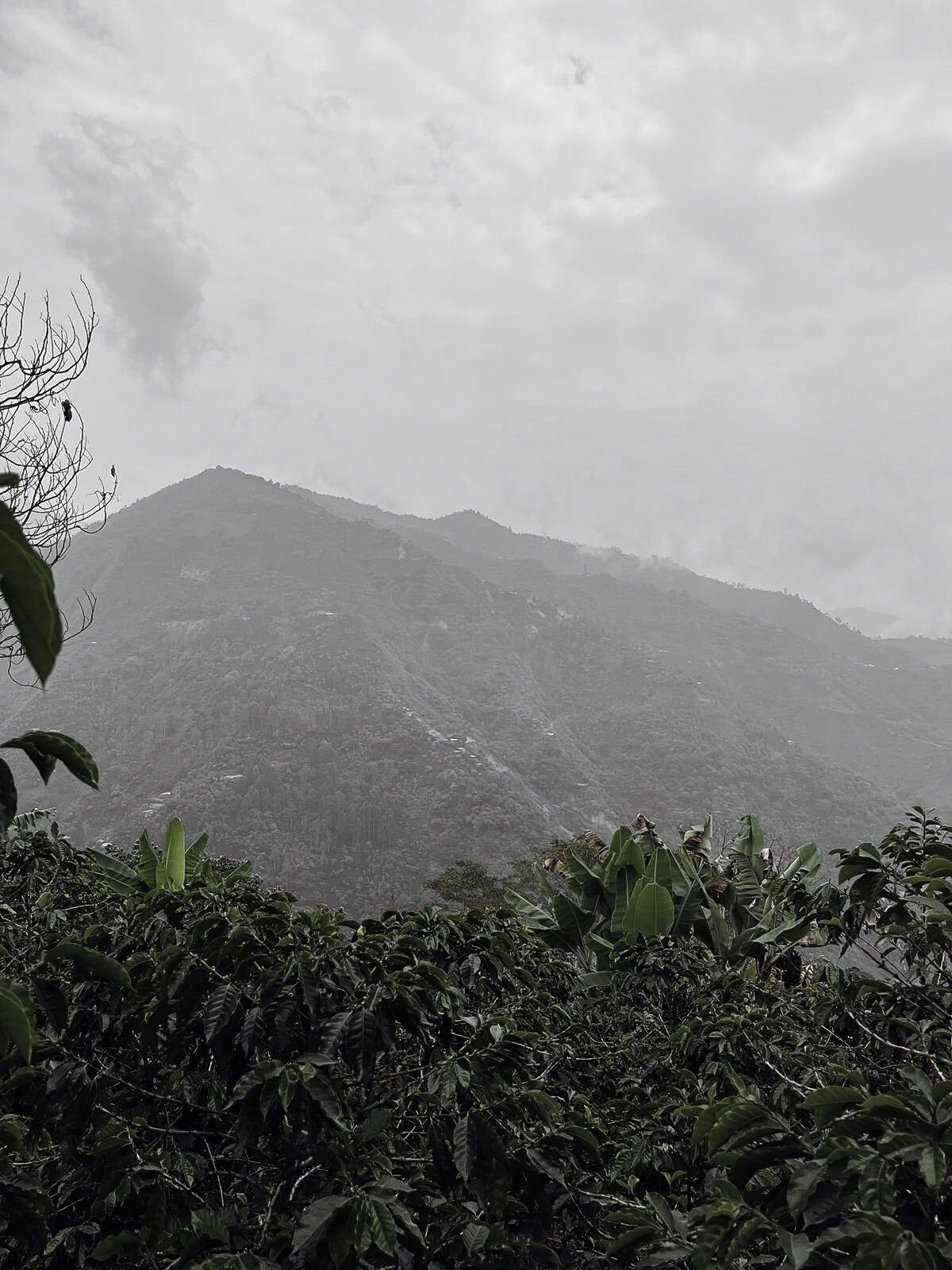 Wolfox Speciality Coffee Roasters | Artisan Organic Coffee | Wholesale ...