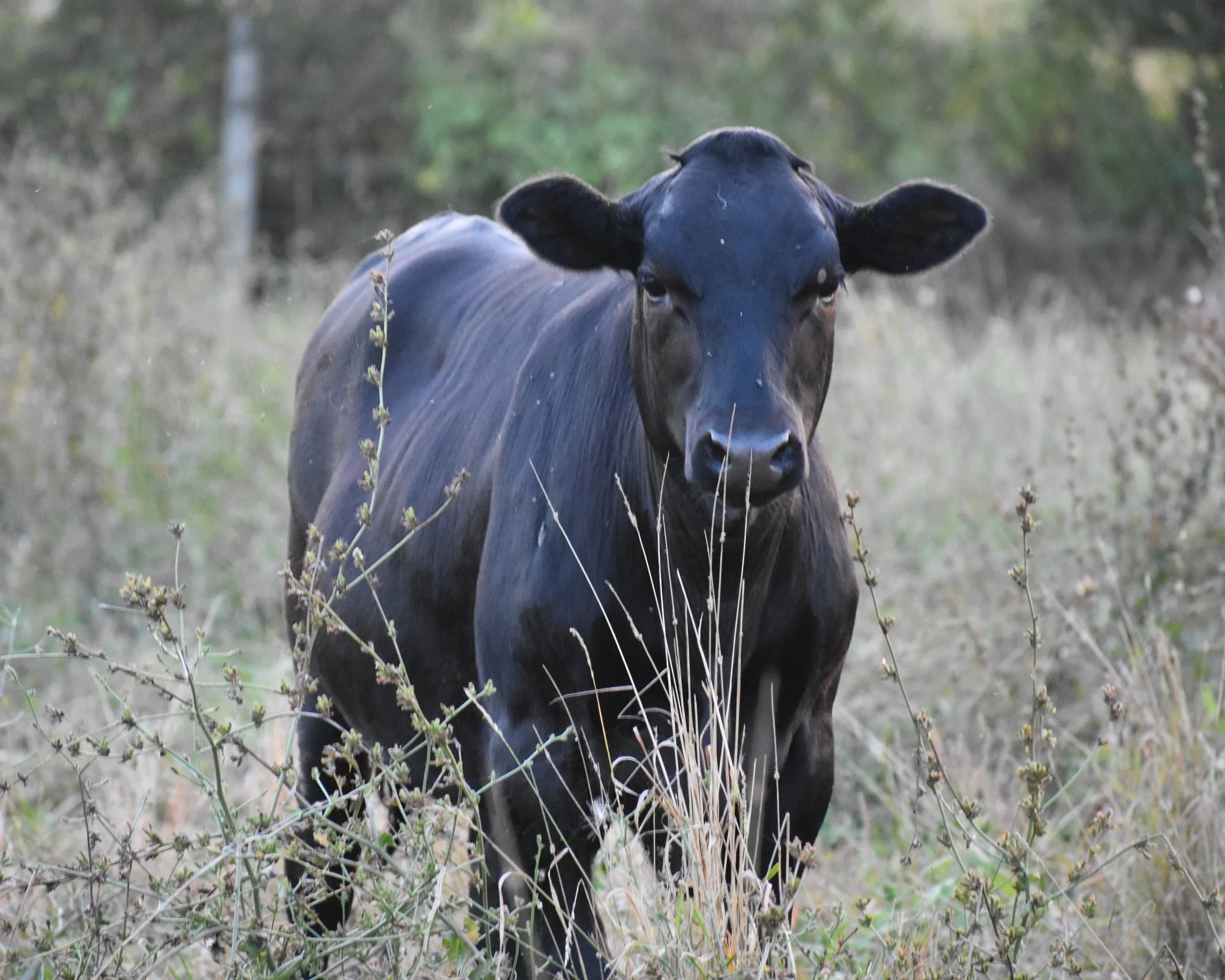 Sieg Dairy | Beef | Honey | Dairy | Pork | Fresh Eggs | Skin Care ...