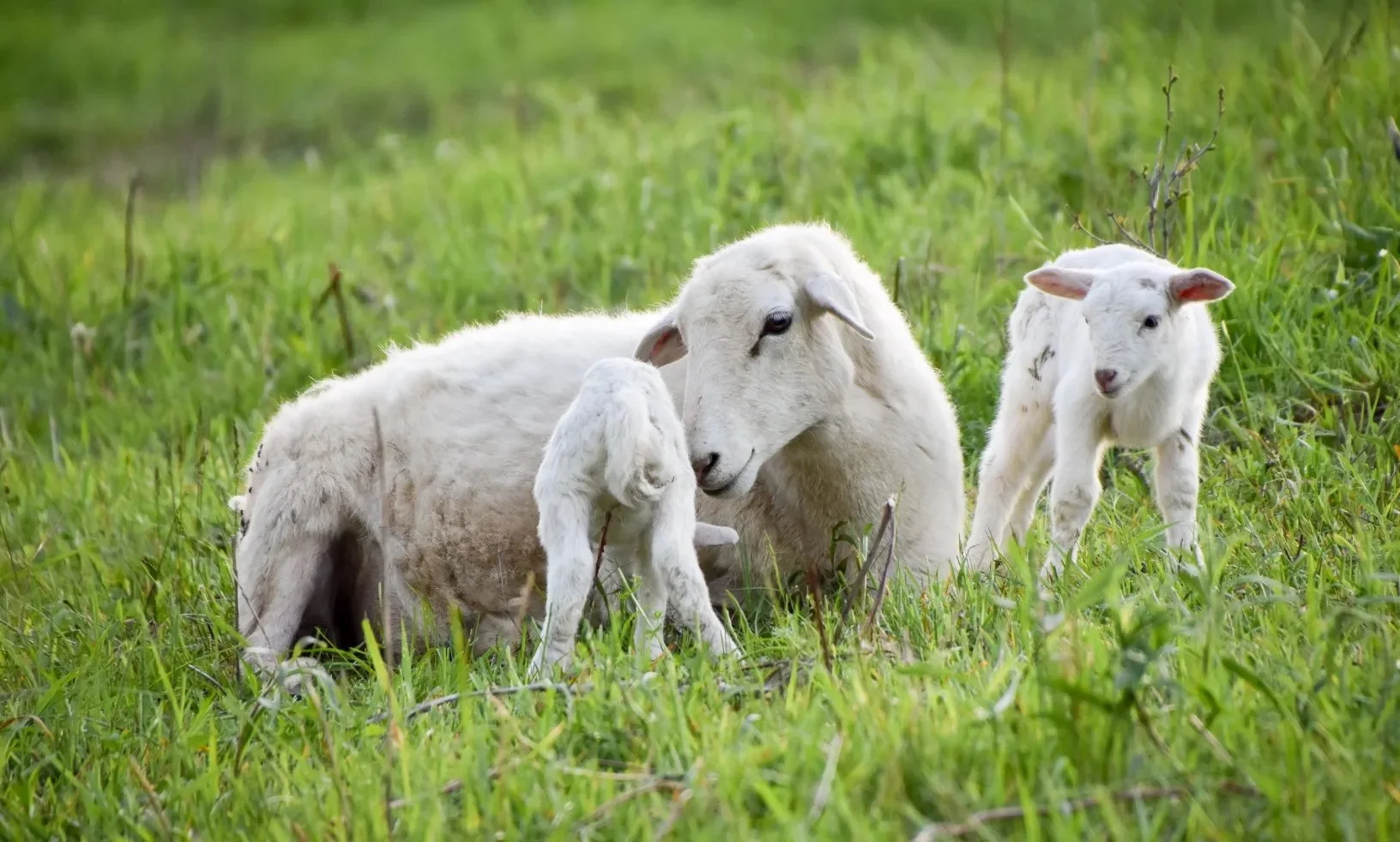 Our Story — The One-Cow Revolution