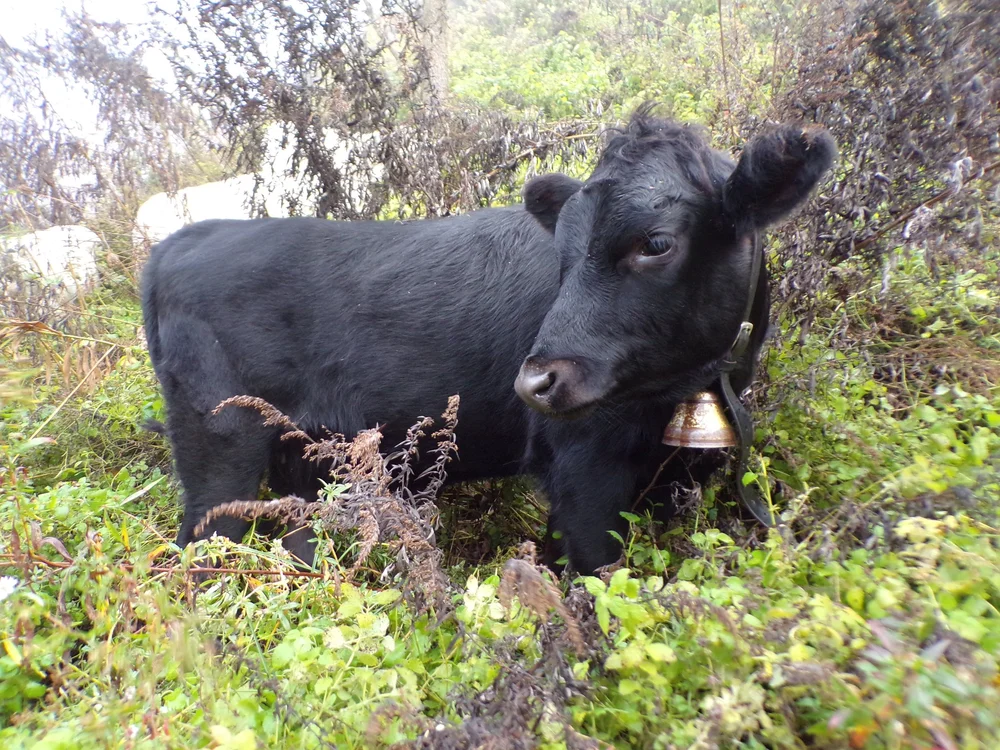 Drying Off: Pros, Cons — The One-Cow Revolution