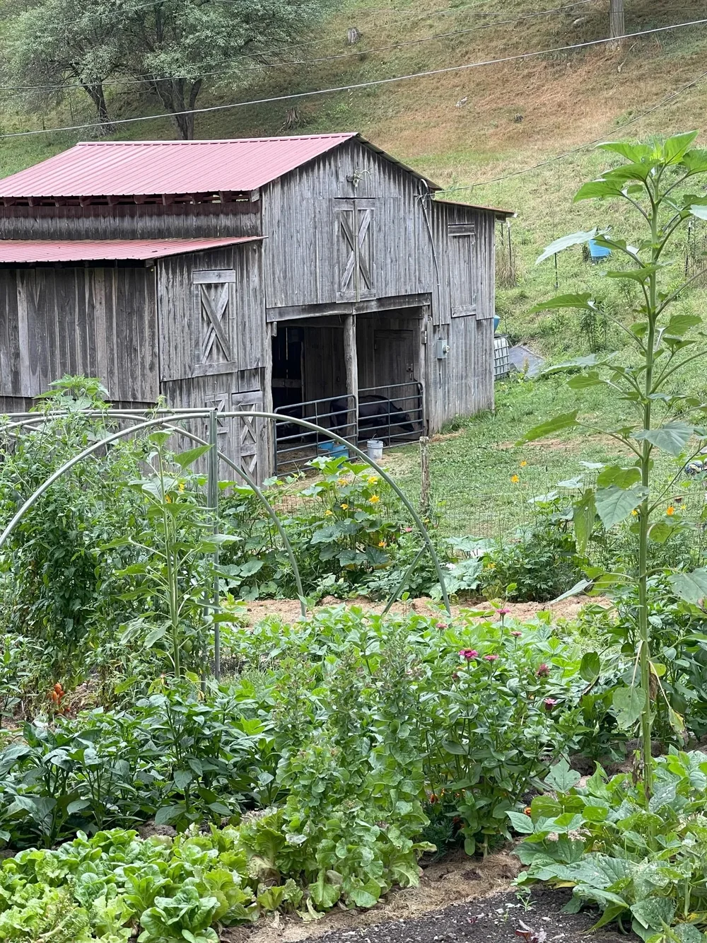 Our Story — The One-Cow Revolution