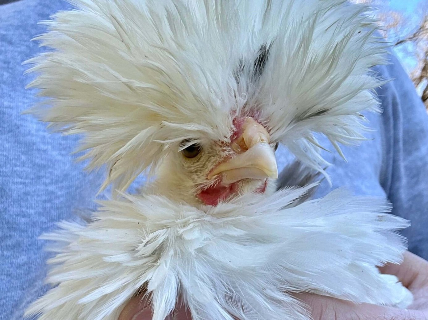 True Southland Farm | Chicks, Quails, Ducks | Hatching Eggs | Conroe, TX