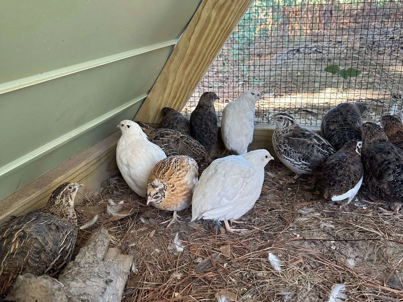 True Southland Farm | Chicks, Quails, Ducks | Hatching Eggs | Conroe, TX