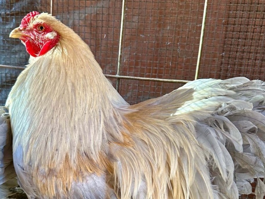 True Southland Farm | Chicks, Quails, Ducks | Hatching Eggs | Conroe, TX