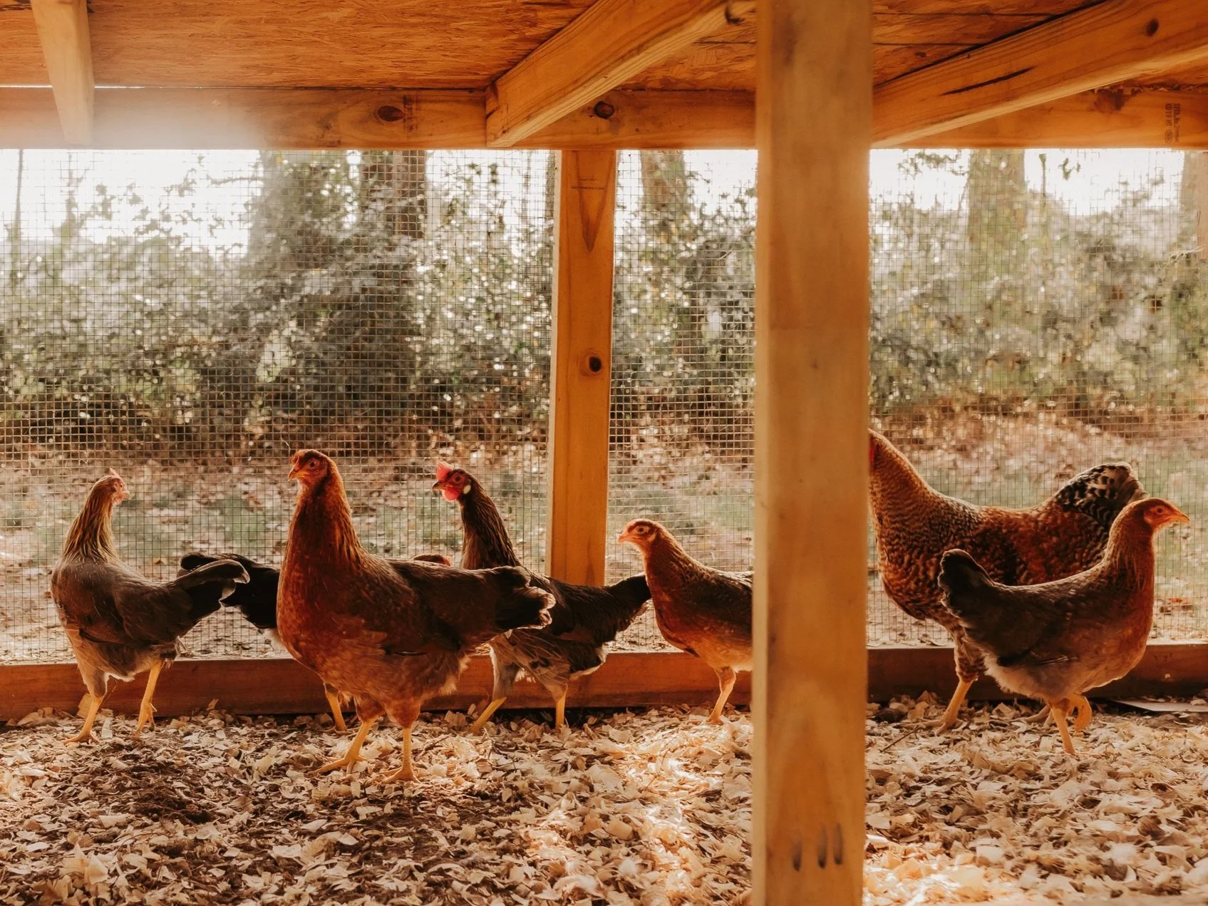 True Southland Farm | Chicks, Quails, Ducks | Hatching Eggs | Conroe, TX