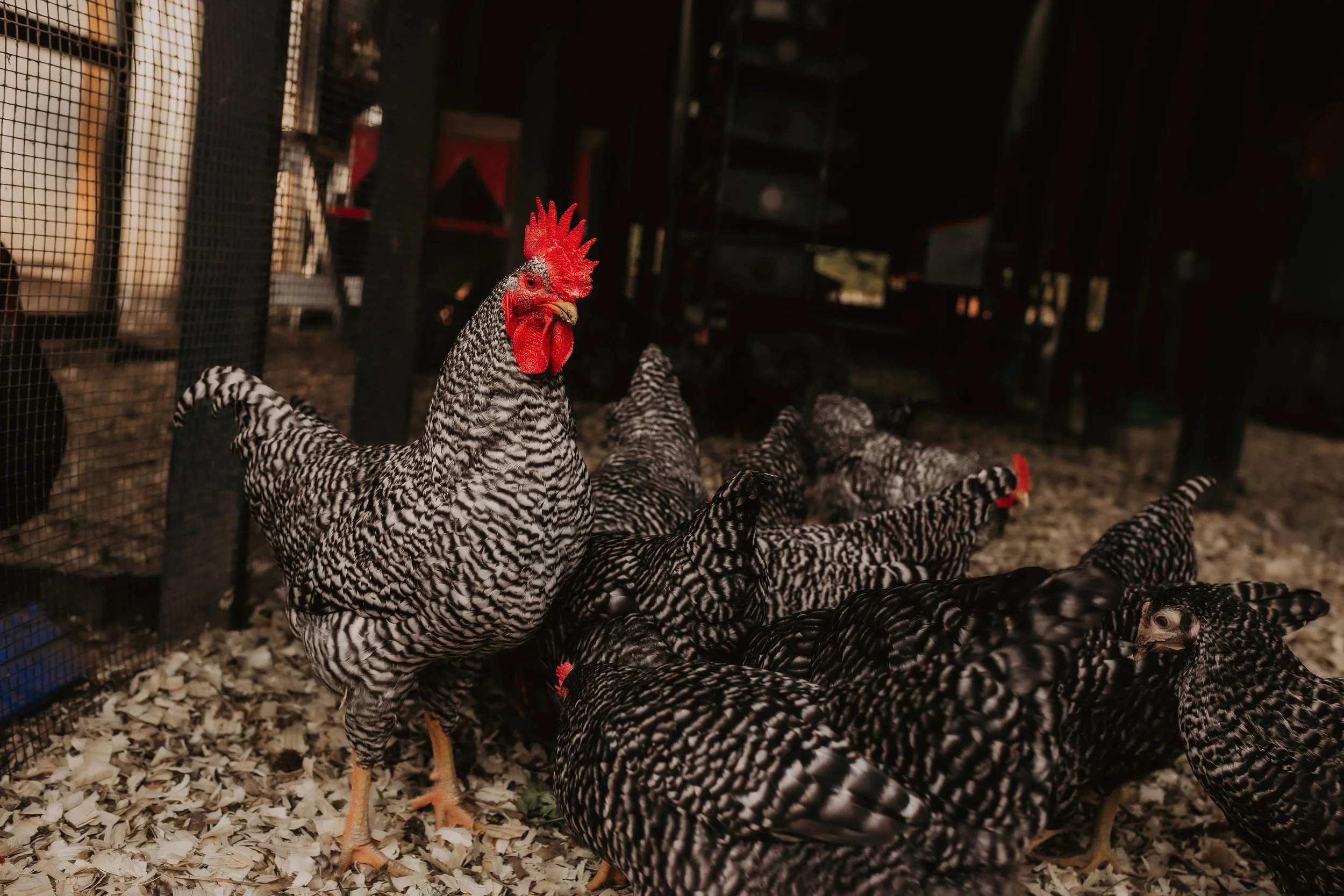 True Southland Farm | Chicks, Quails, Ducks | Hatching Eggs | Conroe, TX