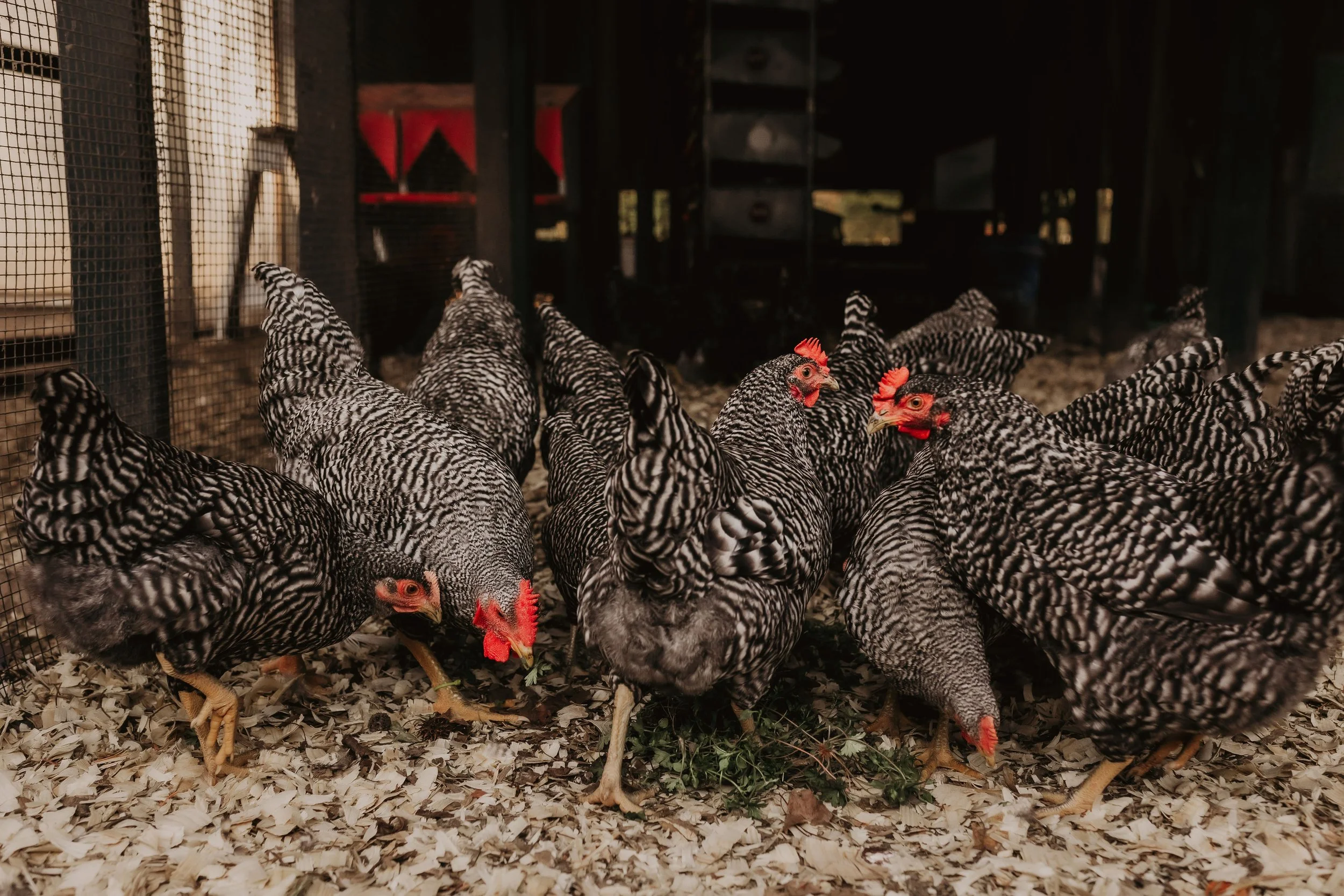 Our Birds | Chicks, Quails, Ducks | Hatching Eggs — True Southland Farm