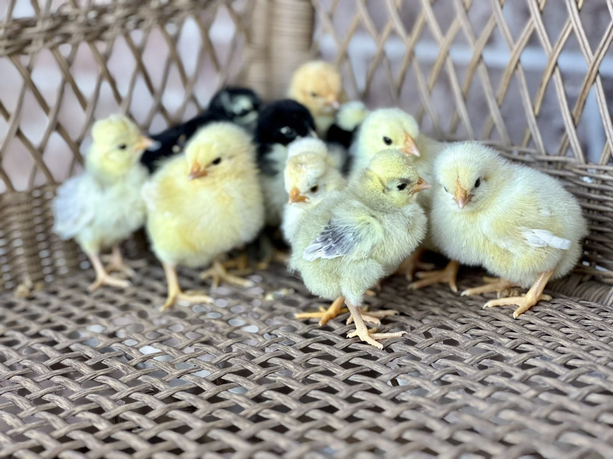 Our Birds | Chicks, Quails, Ducks | Hatching Eggs — True Southland Farm