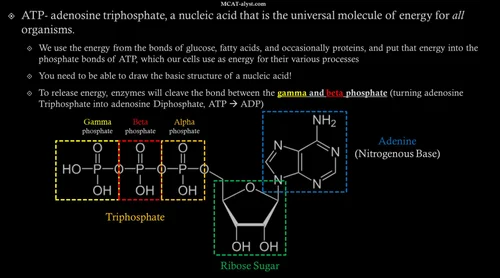 Metabolism Quick Graphics — MCATalyst