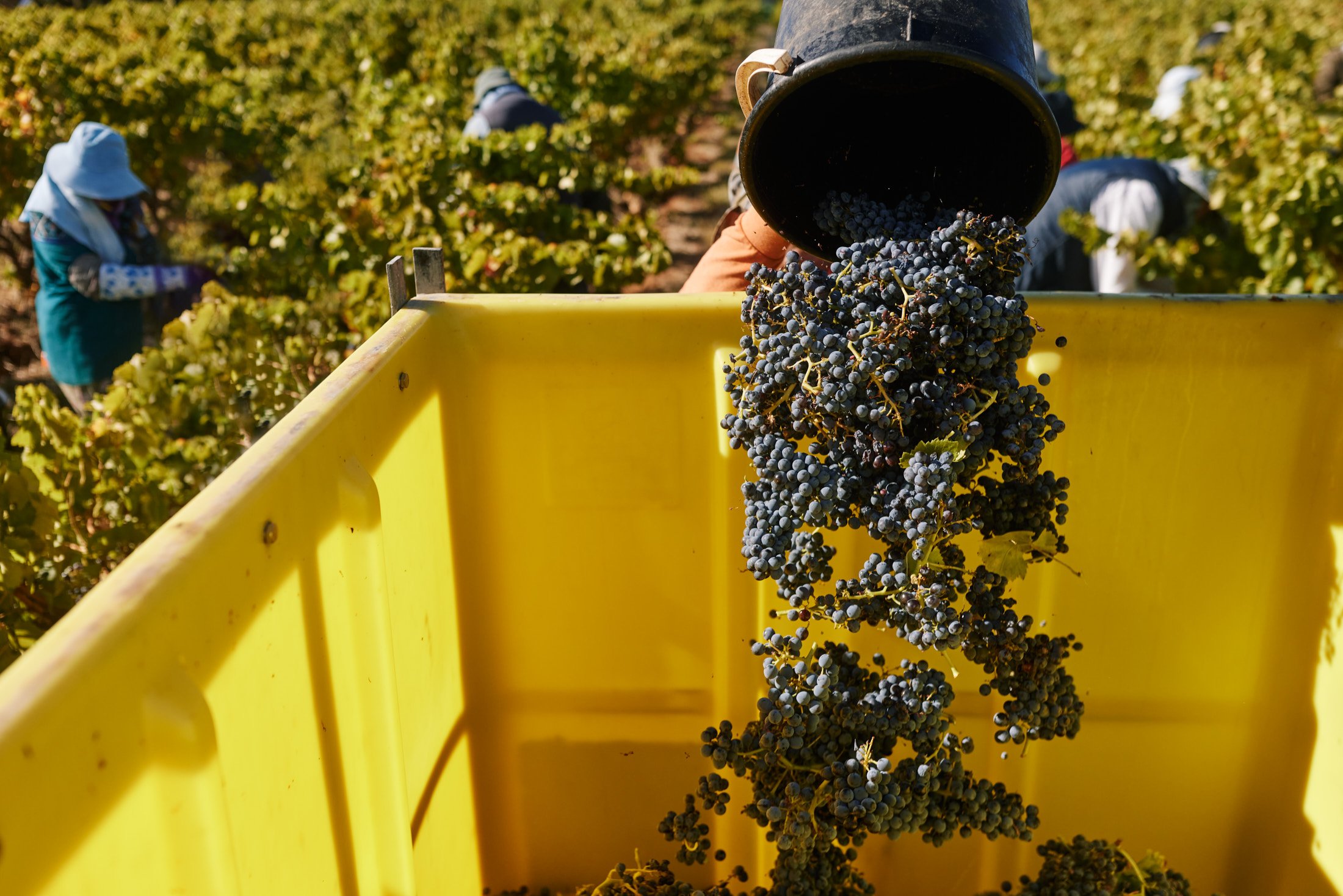 Burge Family Wine Estates